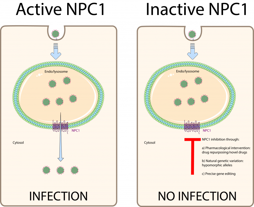 Nuevo artículo: NPC1 como modulador de la gravedad de la enfermedad y ...